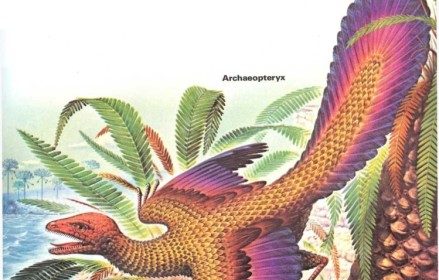 Etiqueta: Aves - El Mundo de Los Niños